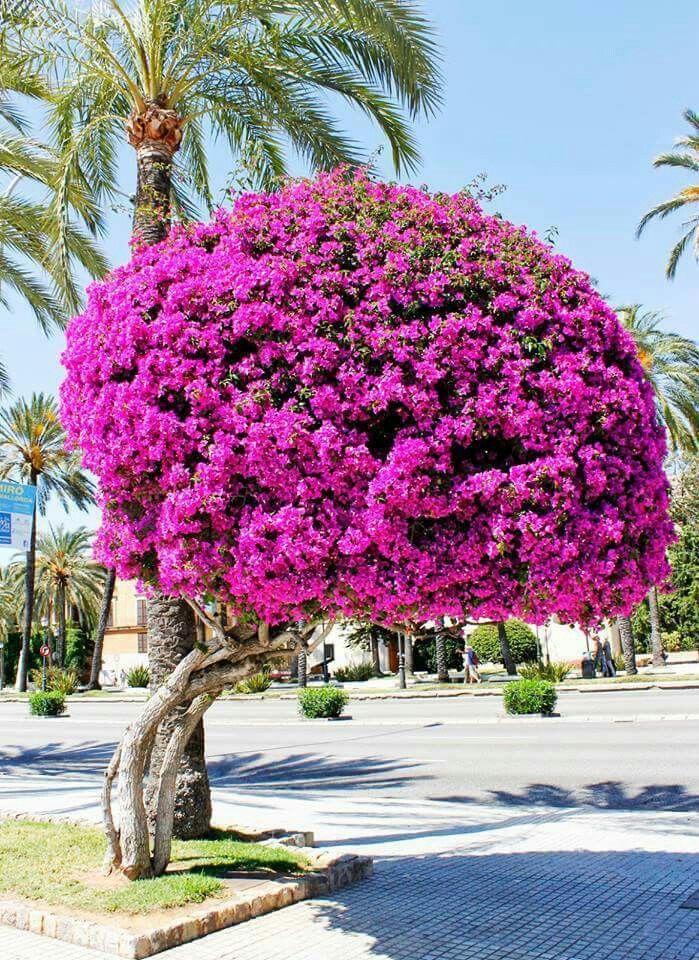 How to Plant and Care for a Bougainvillea Tree: A Complete Guide
