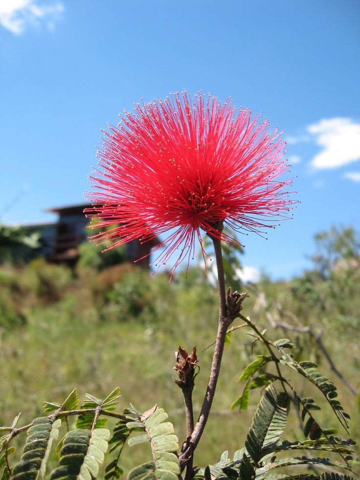 How to Grow and Make Bloom a Fireball Lily (Scadoxus multiflorus)