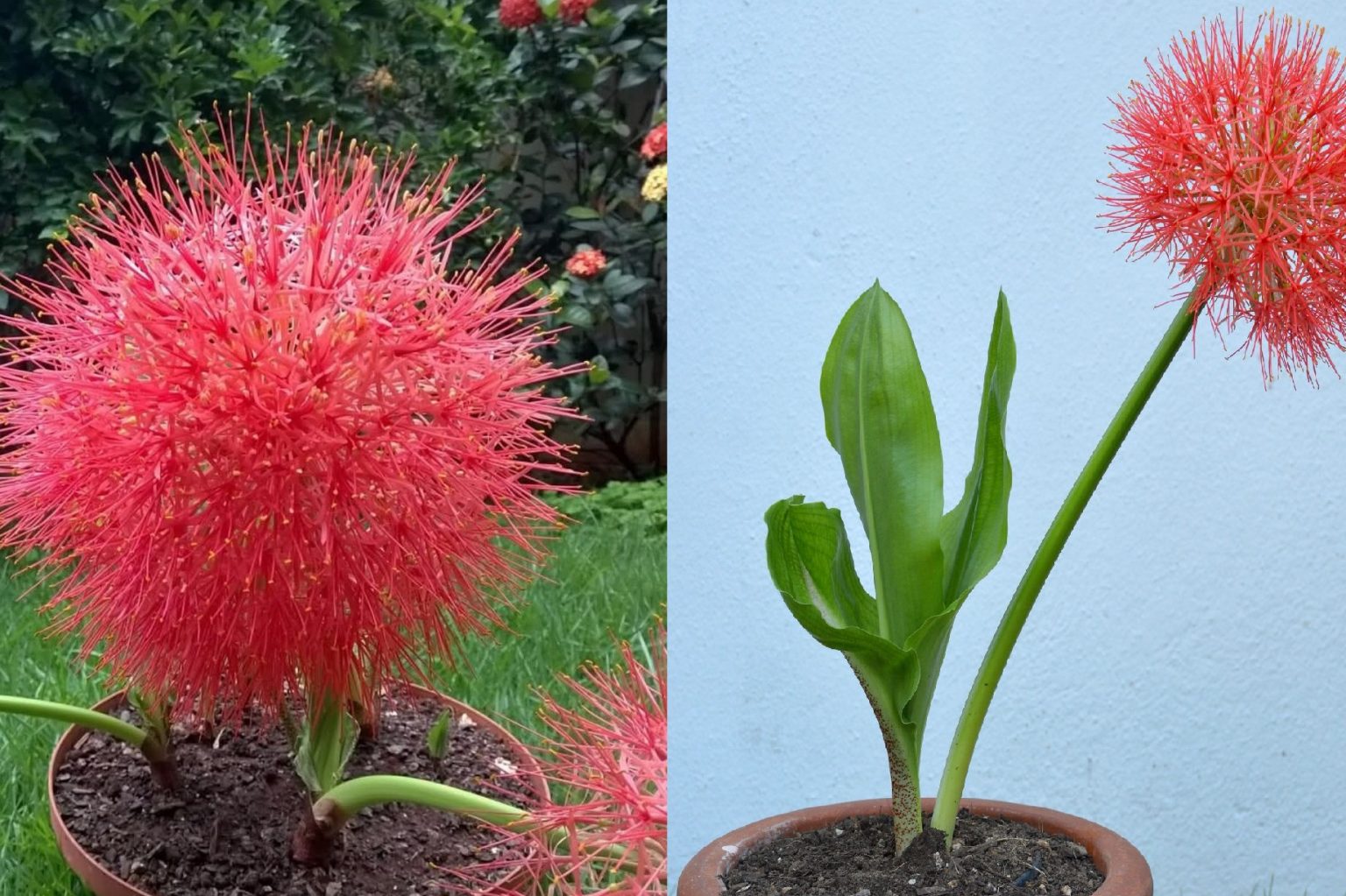 How to Grow and Make Bloom a Fireball Lily (Scadoxus multiflorus)