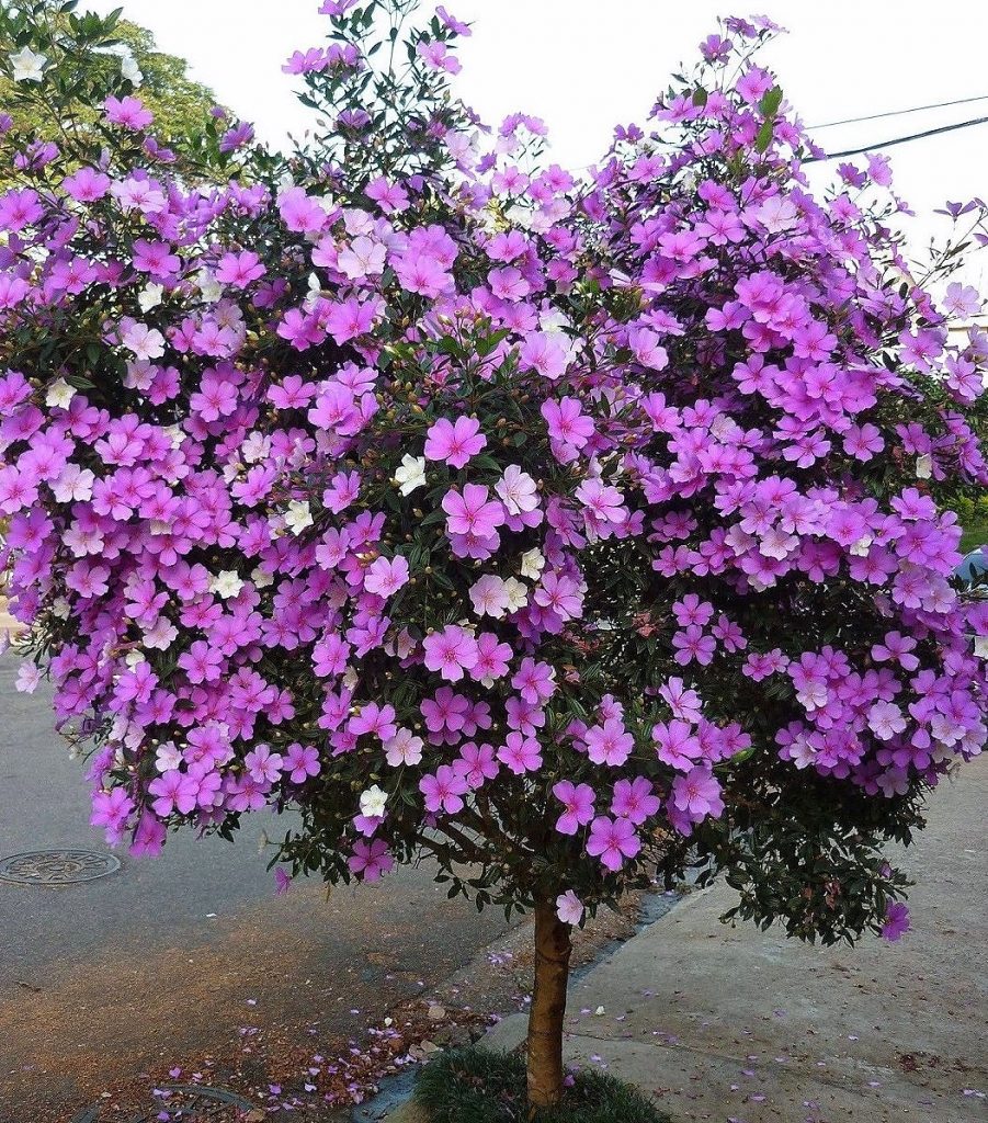 How to Grow a Glory Bush Tree (Tibouchina mutabilis): A Complete Guide